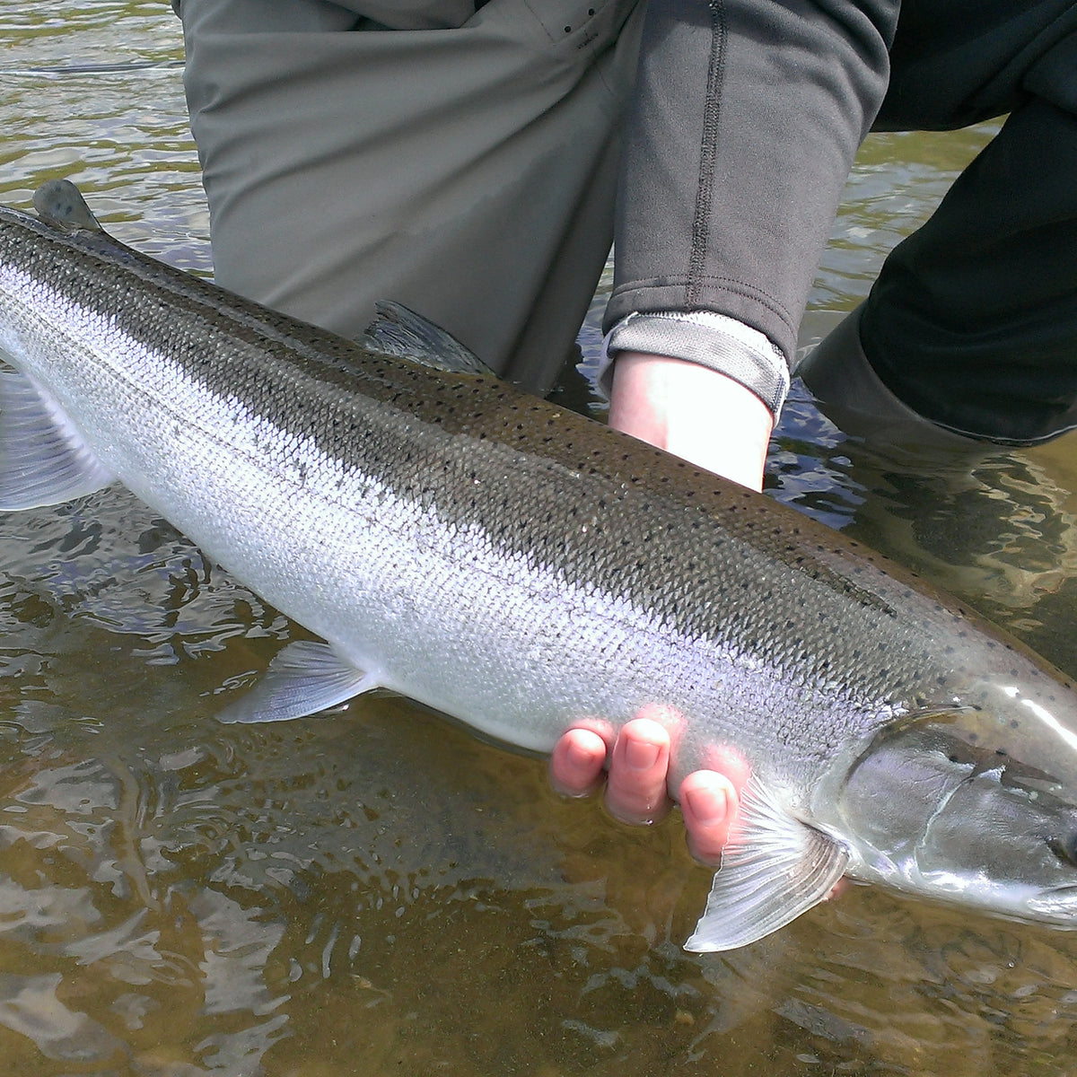 Summer Steelhead Flies – Waters West Fly Fishing Outfitters