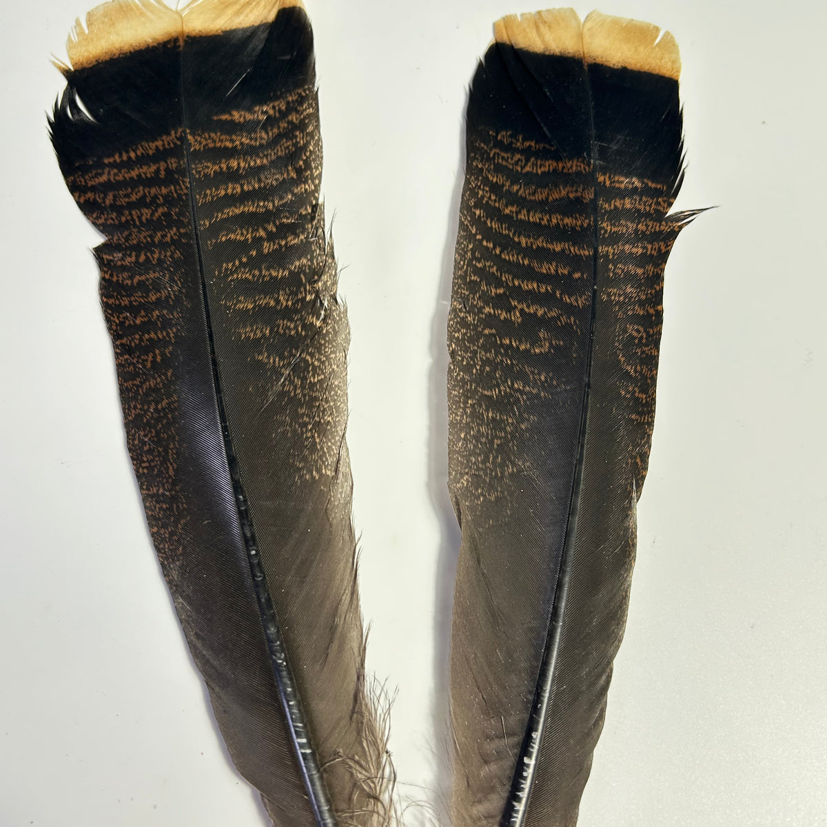 SFF Turkey Tail - Pair – Waters West Fly Fishing Outfitters