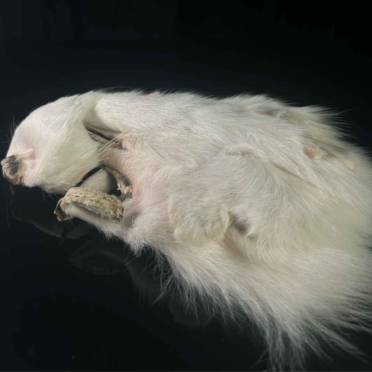 Arctic Fox Mask - Natural at Waters West Fly Fishing Outfitters.