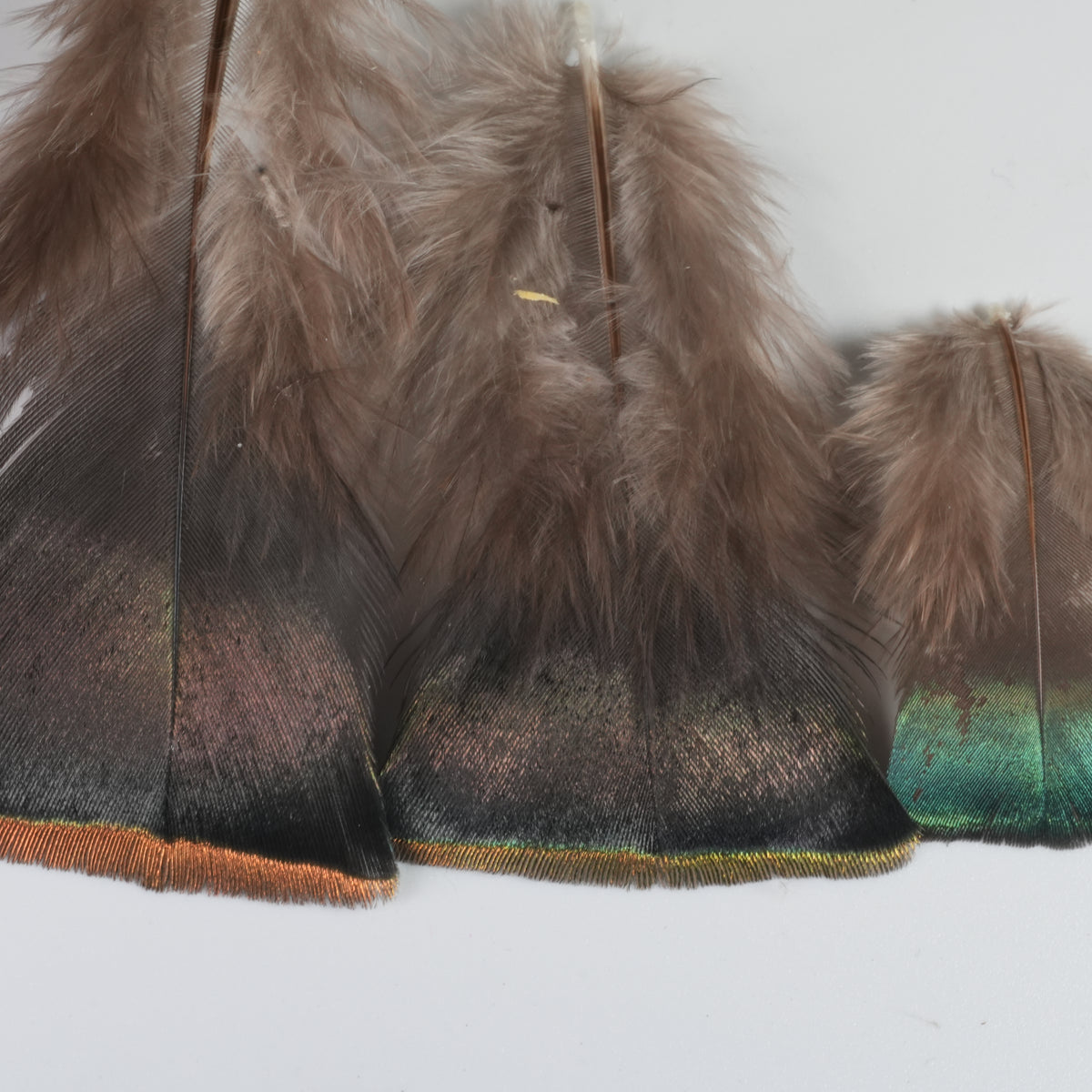 Ocellated Turkey Body 12 Per Pack Small at Waters West Fly Fishing ...