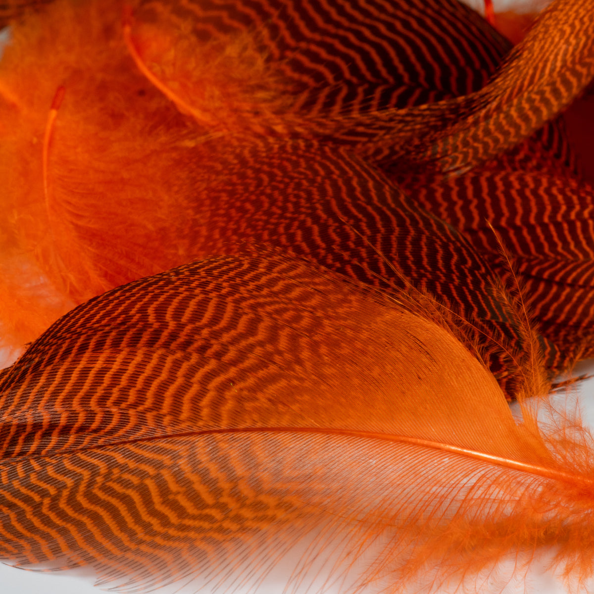 Gadwall Premium Mixed Flank at Waters West Fly Fishing Outfitters.