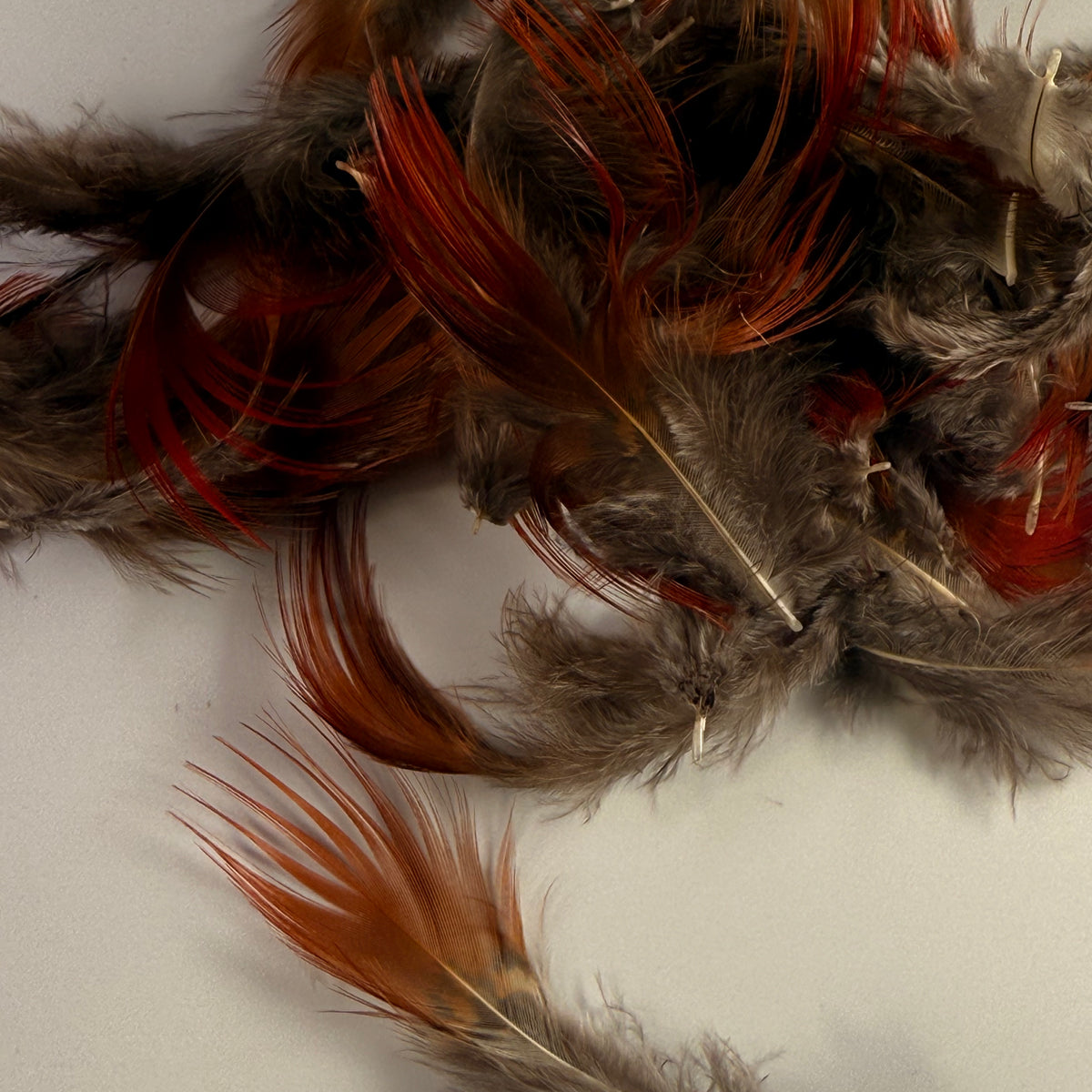 Golden Pheasant Red Flank Feathers at Waters West Fly Fishing Outfitters.