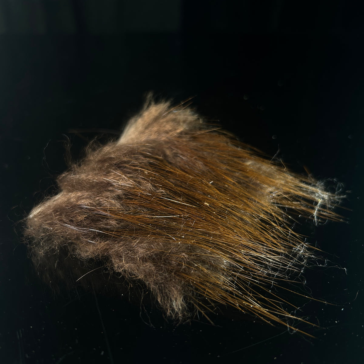 Beaver Back Fur at Waters West Fly Fishing Outfitters.