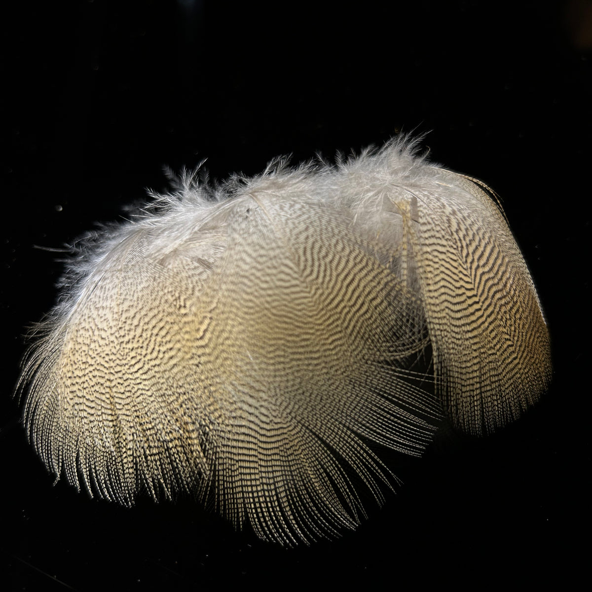 Lemon Wood Duck Flank 12pk at Waters West Fly Fishing Outfitters.