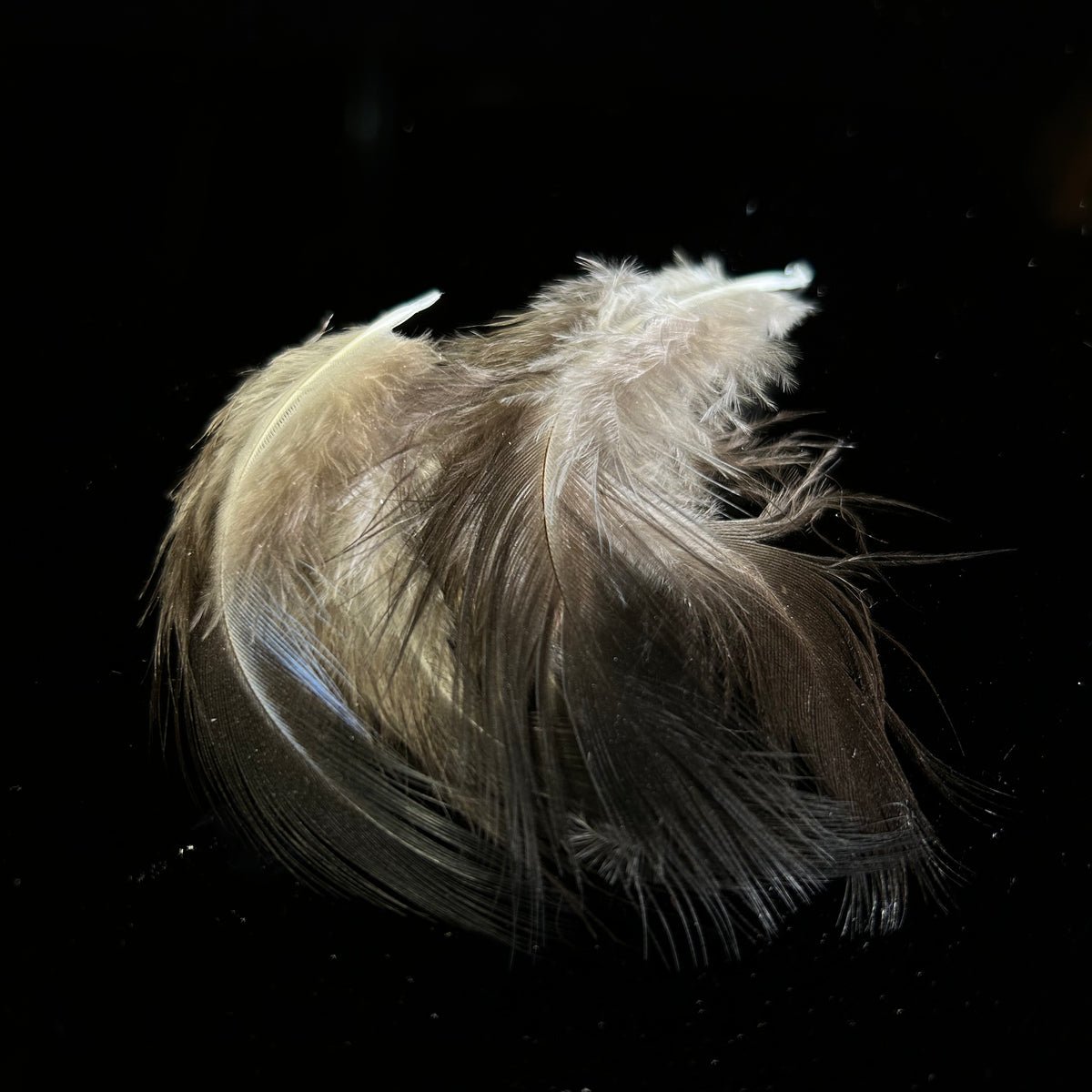 Vulturine Guinea Breast Natural Black at Waters West Fly Fishing ...