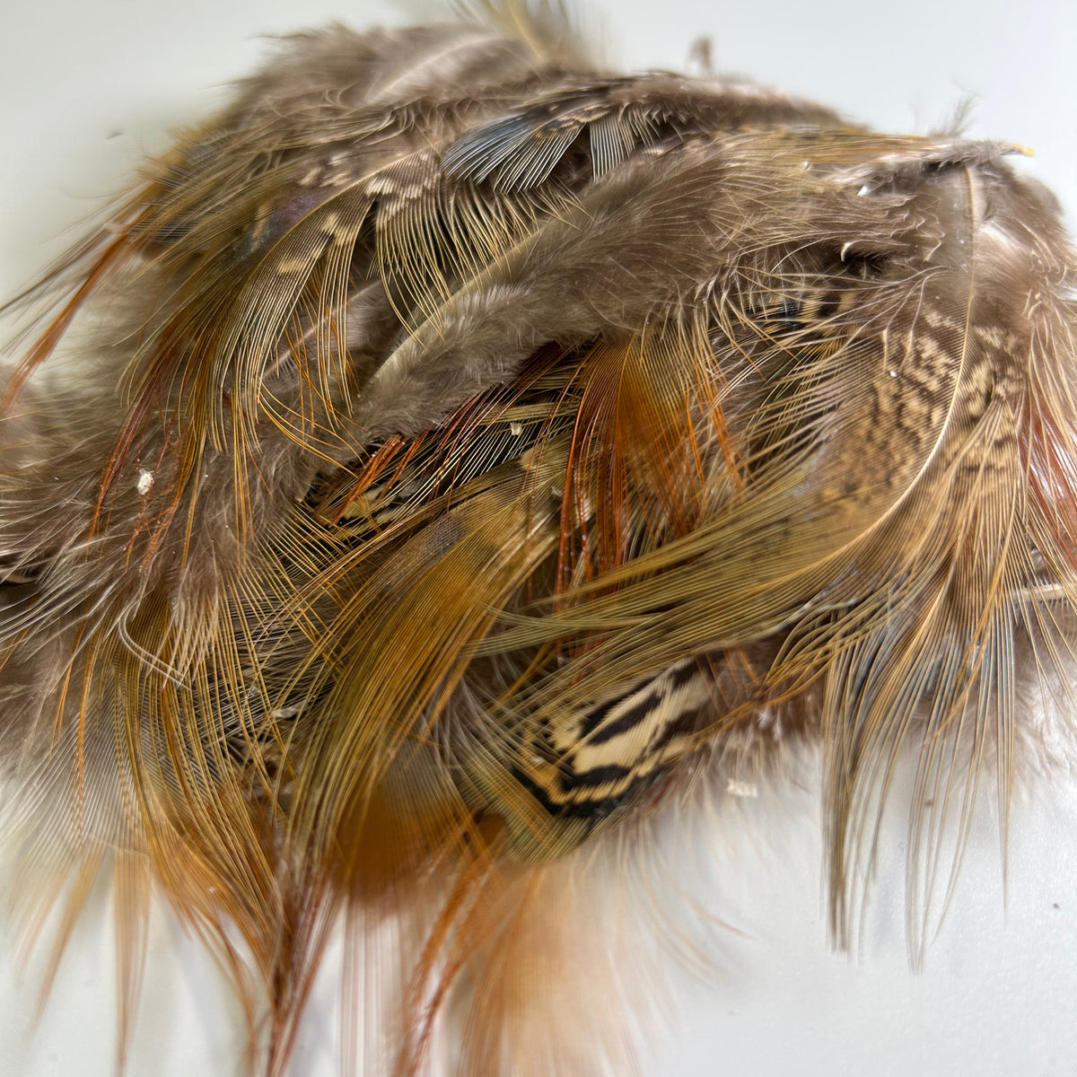 Ringneck Pheasant Rump Hackle Loose Feathers at Waters West Fly Fishing ...