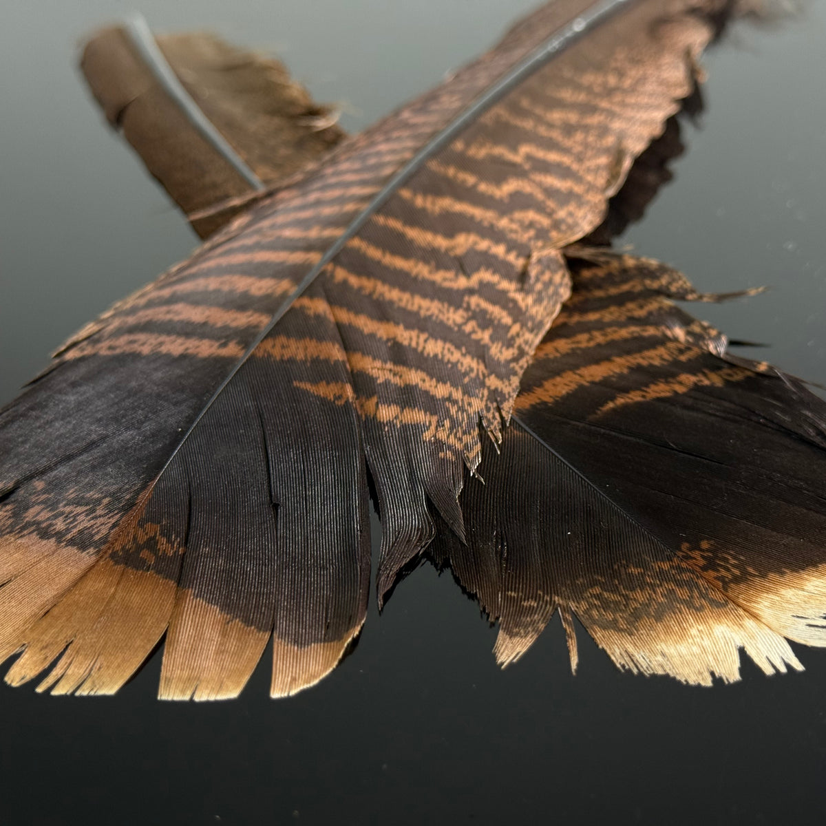 Ozark Turkey Tail – Waters West Fly Fishing Outfitters