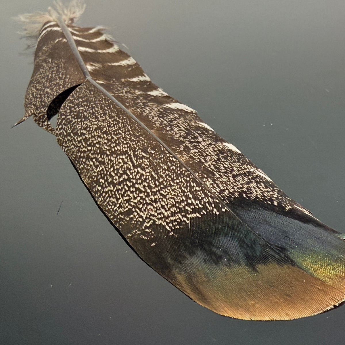Ocellated Turkey at Waters West Fly Fishing Outfitters.