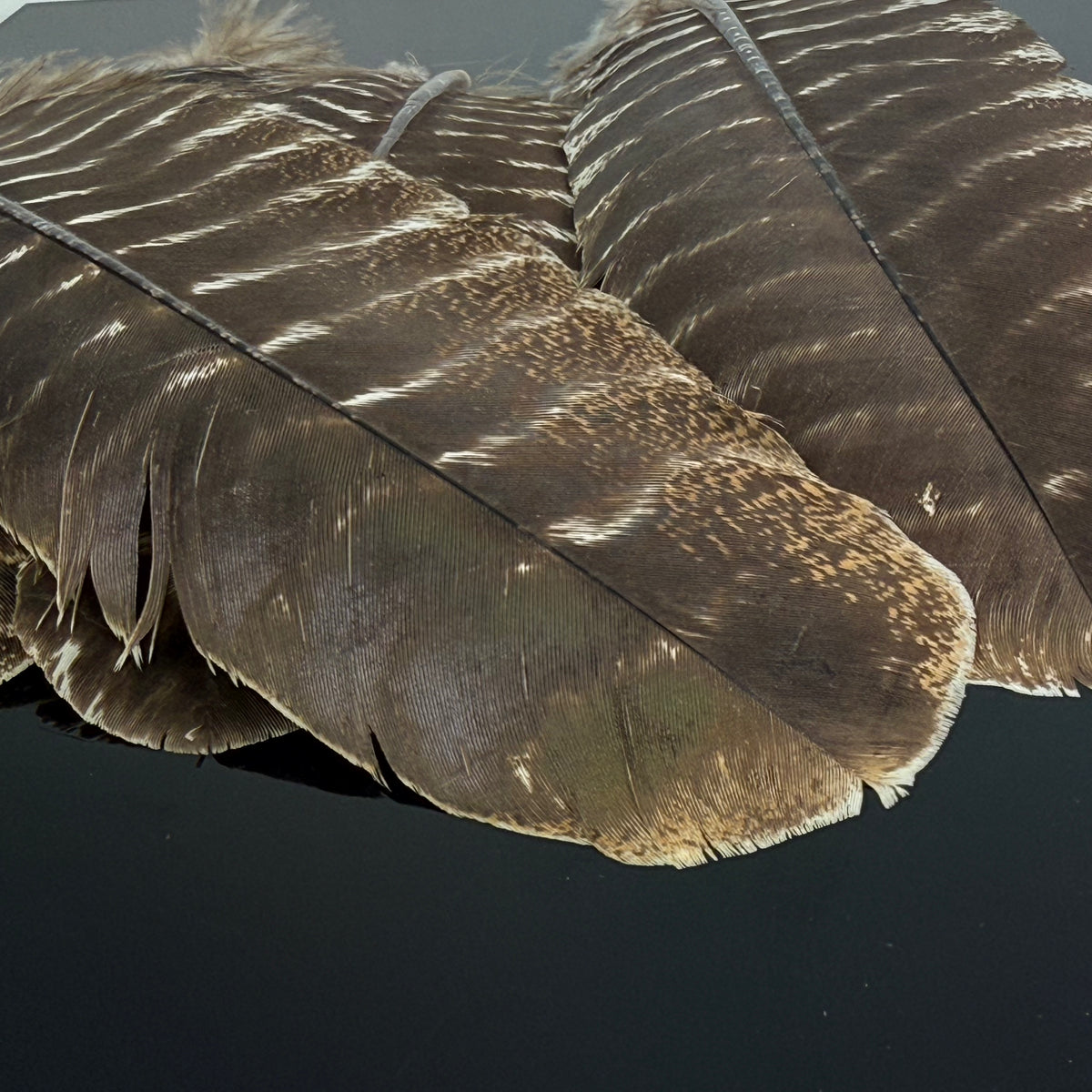 Turkey Quills at Waters West Fly Fishing Outfitters.