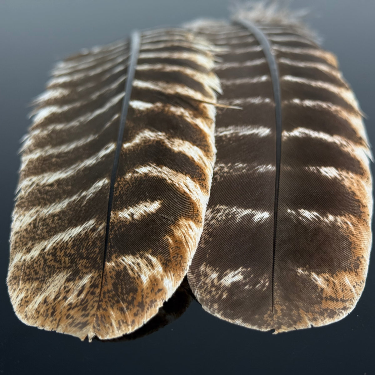 Turkey Quills Barred at Waters West Fly Fishing Outfitters.