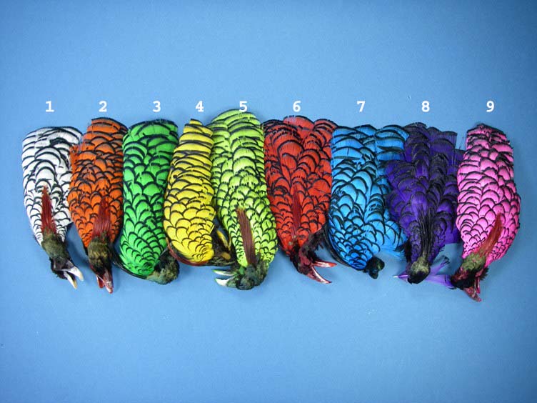 Lady Amherst Head at Waters West Fly Fishing Outfitters.